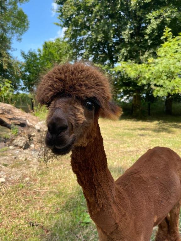 Yurt glyncoch isaf farm, Llangrannog (updated prices 2024)