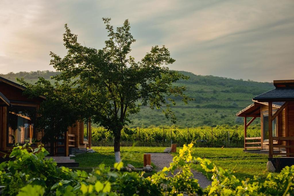 Shurra, Merei (updated prices 2026)