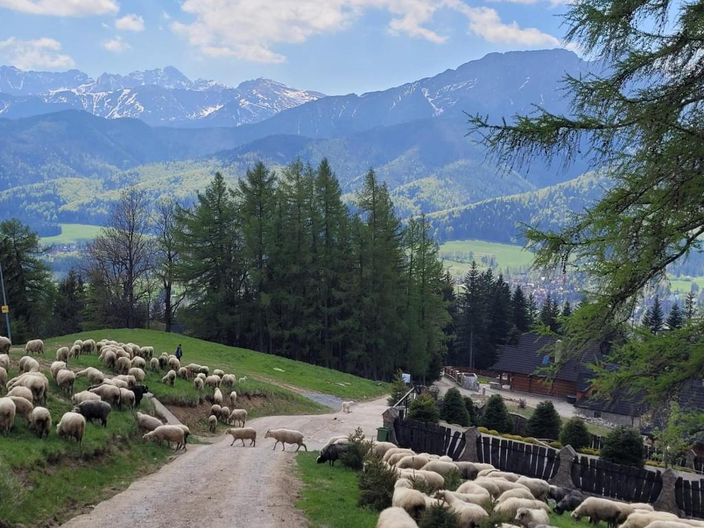 Góralskie domki pod gontem na Polanie Pająkówka (Polonya Kościelisko ...