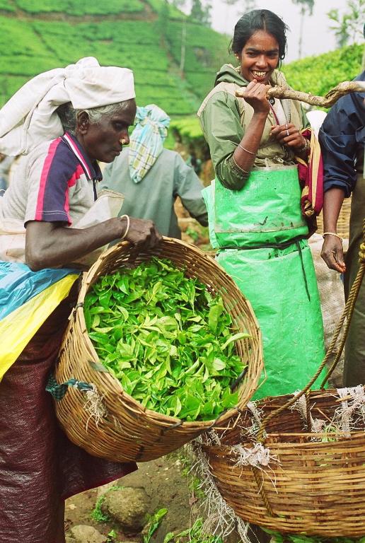 The Haldummulla Estate - Picturesque planters bungalow on organic tea ...