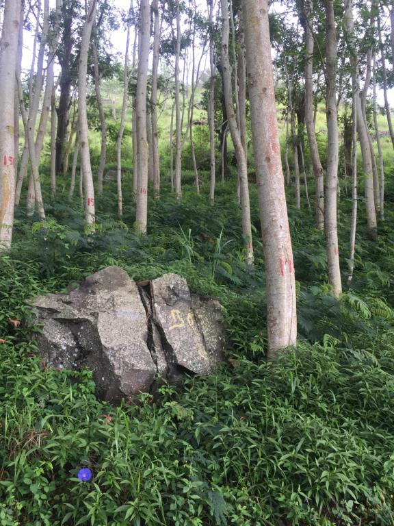 The Haldummulla Estate - Picturesque planters bungalow on organic tea ...