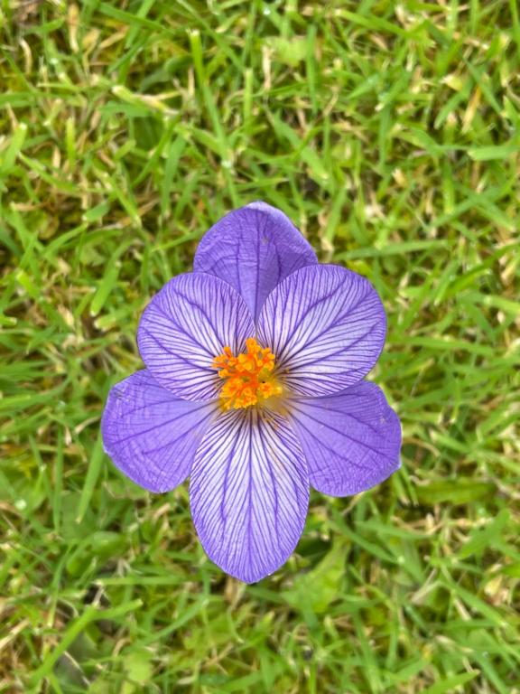 Garden Studio for Two - Doune