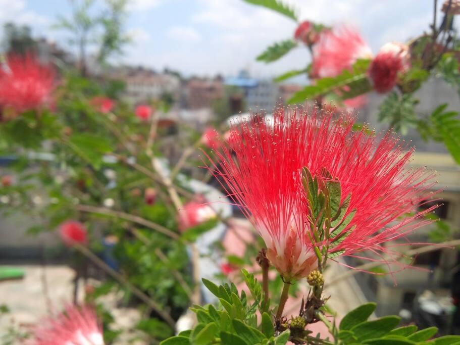 Ananda Tree House Eco Homestay, Kathmandu (updated prices 2025)