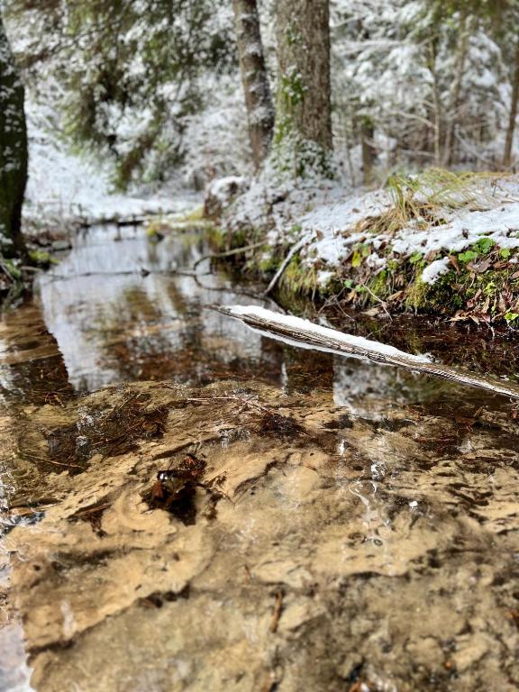 Rojaus Slenis, Druskininkai (updated prices 2025)