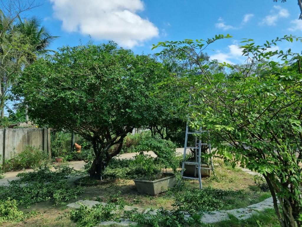 Bahamas National Tree