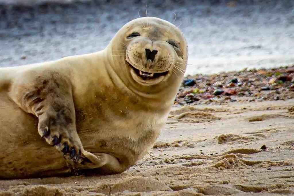 The Beach Hut, Scratby – Updated 2024 Prices