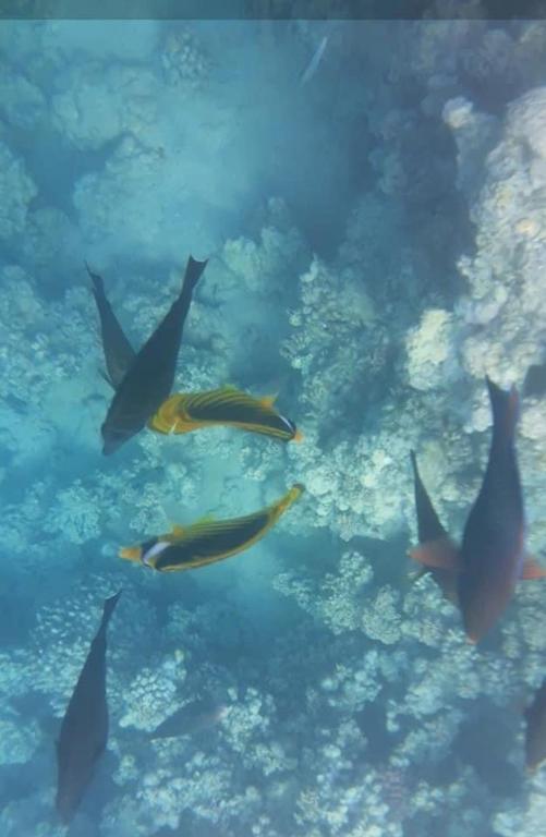 Stella Beach Resort & Spa, Makadi Bay - Egitto