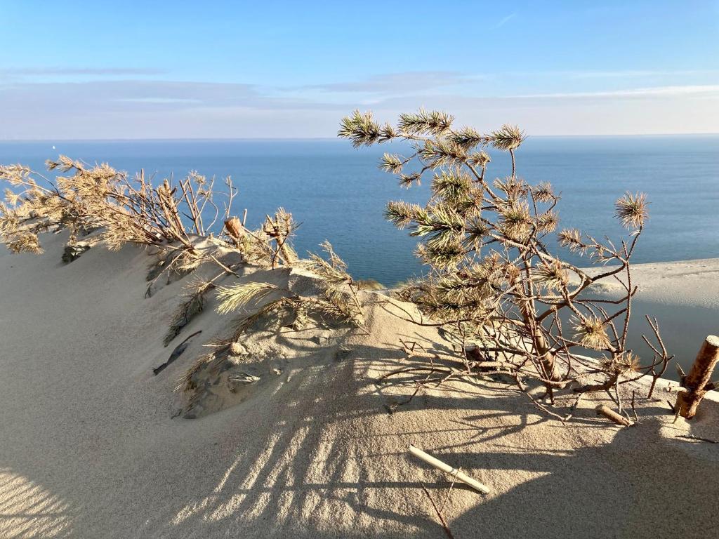 Smilgos apartamentai-Self Check- in, Juodkrantė – Precios actualizados 2023