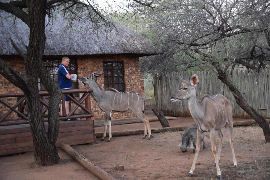 Khumbula iAfrica 1, Marloth Park – Updated 2024 Prices