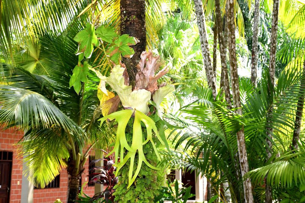 Hotel Ambaibo, Rurrenabaque (updated prices 2025)