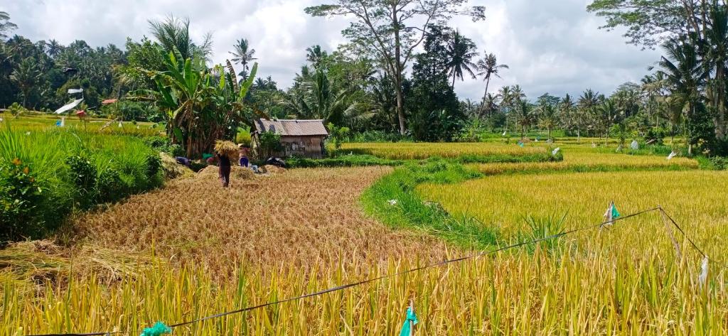 Rindu Homestay, Undisan (updated prices 2025)