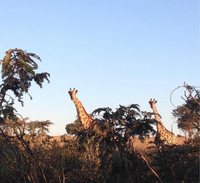 Vacation Home Leopards Hill, Lusaka family home in beautiful nature ...