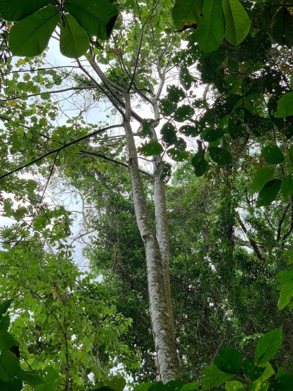 Tolomuco Glamping, Sarapiquí (prețuri actualizate 2024)