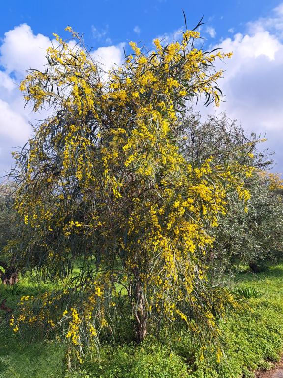 Stella Apartments Malia, Malia (updated prices 2025)