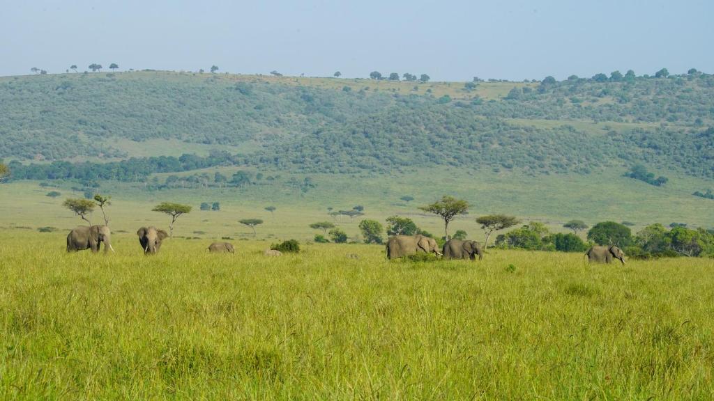 Mara Elatia Camp, Masai Mara (updated prices 2025)