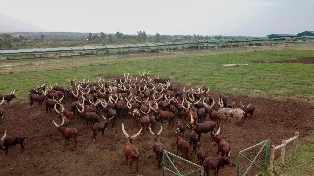 Mara Elatia Camp, Masai Mara (updated prices 2025)