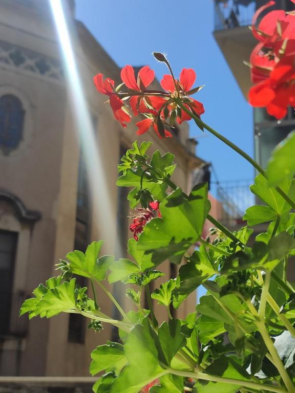 Casta Diva Holiday Rooms, Catania (updated prices 2025)