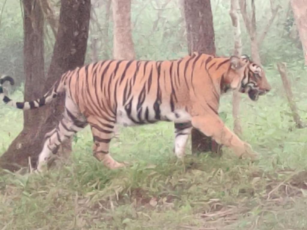 Cosmic Connect Trails Kabini, Antarasante (updated prices 2025)