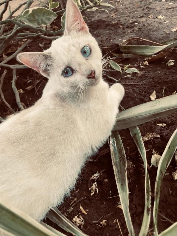 Casa Austera, El Paredón Buena Vista (updated prices 2025)