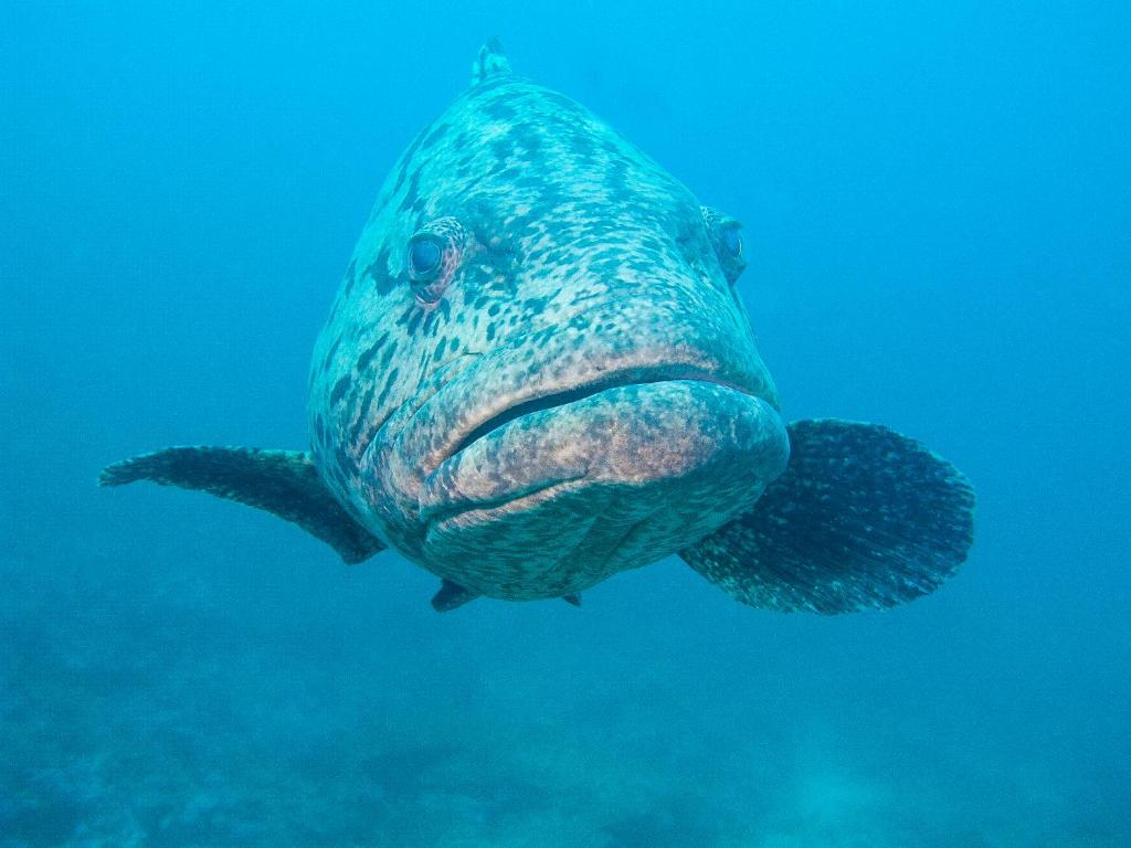 Kileleni, Kilindoni (updated prices 2025)