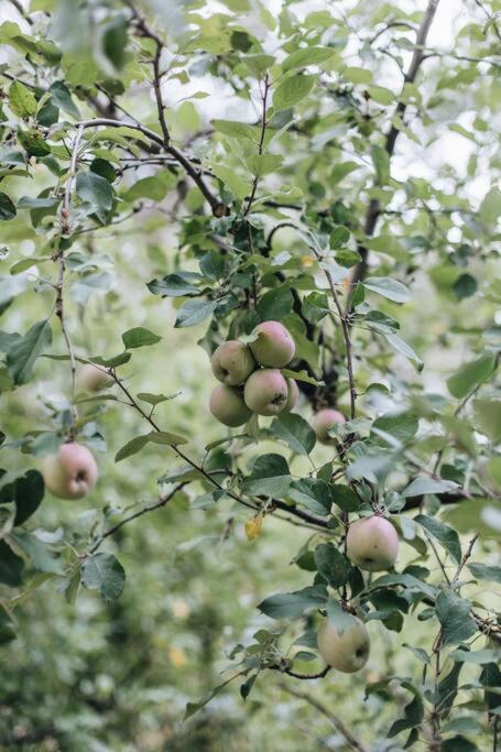 Pickers Hut - A Country Style Featured Dream Stay, Basket Range ...