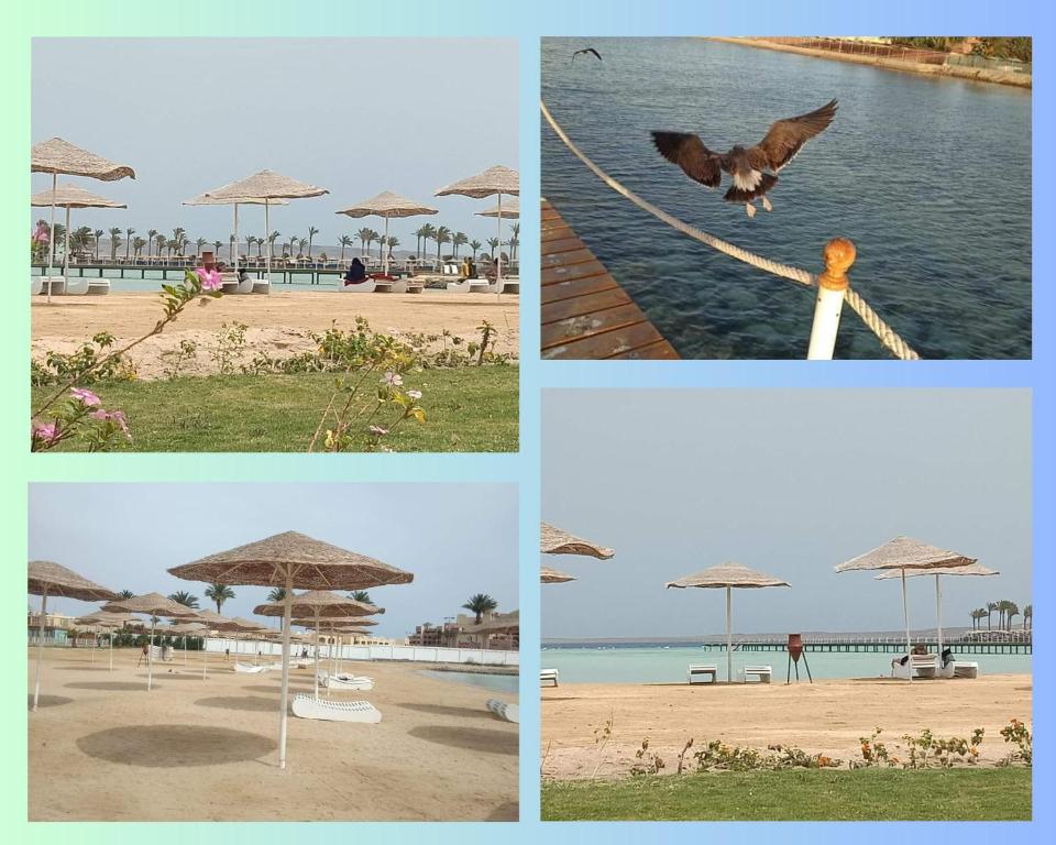 Scandic Resort: Comfy & Cozy. A433, Hurghada (updated prices 2025)