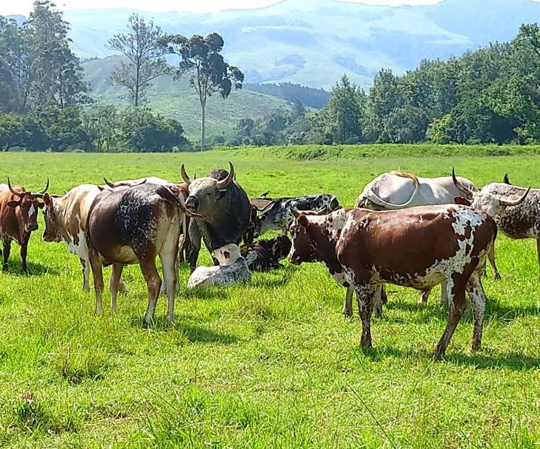 Rockwood Karkloof Farm House and Farm Cottage, Howick (updated prices 2025)
