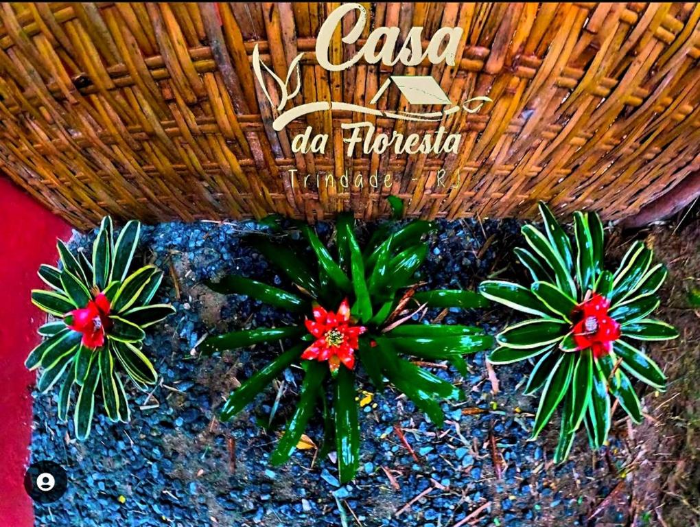 Casa da Floresta, Paraty (precios actualizados 2026)