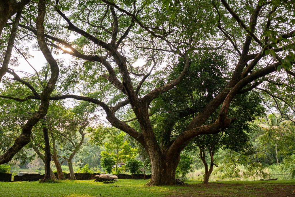 The Nest Thattekad, Thattakād (updated prices 2026)