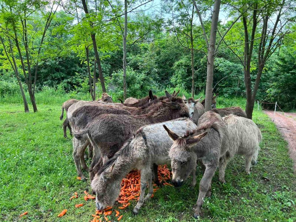 Eko Farma Sisevac, Paraćin (updated prices 2025)