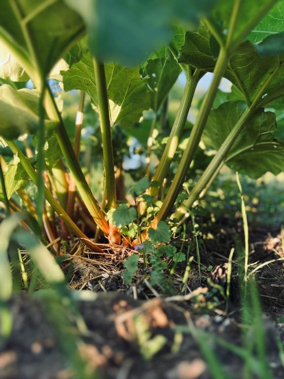 Karma House Gościeńczyce, Grójec (aktualne ceny na rok 2025)