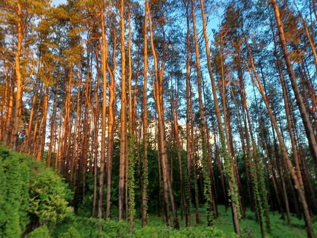 Pušynas, Palanga (updated prices 2025)