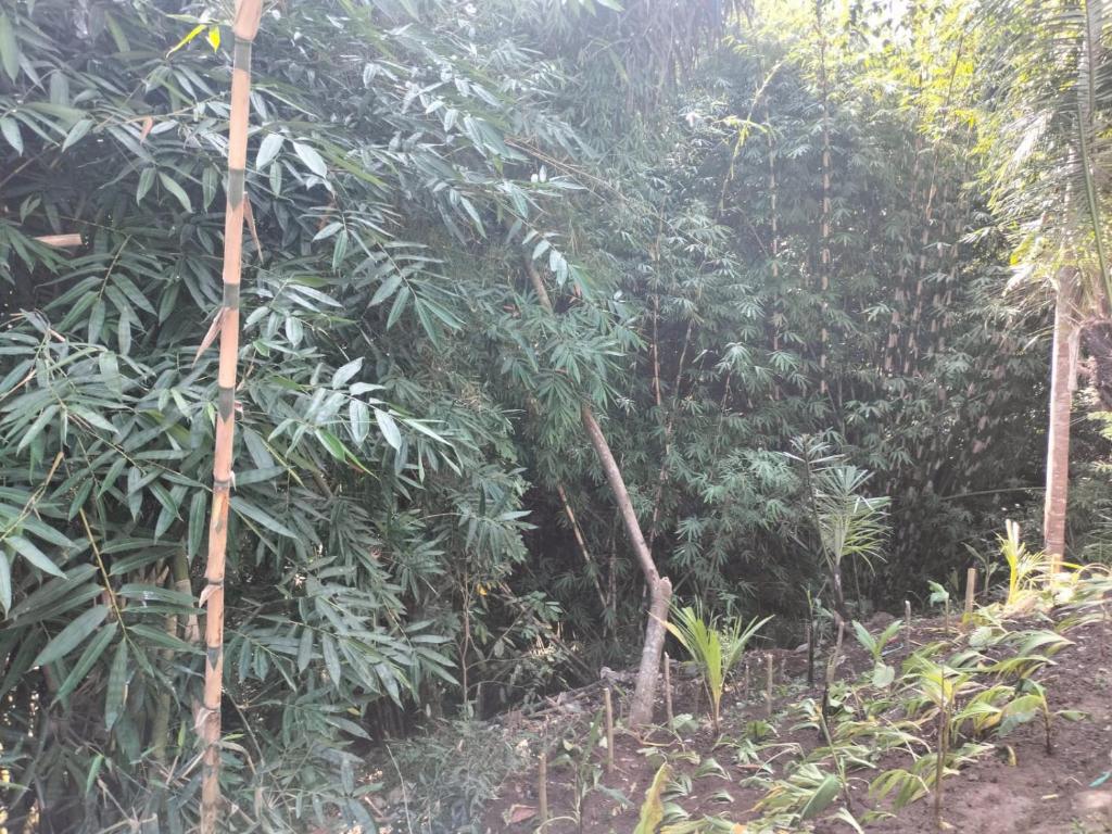 Baruna Sari Villa, Ubud (updated prices 2025)