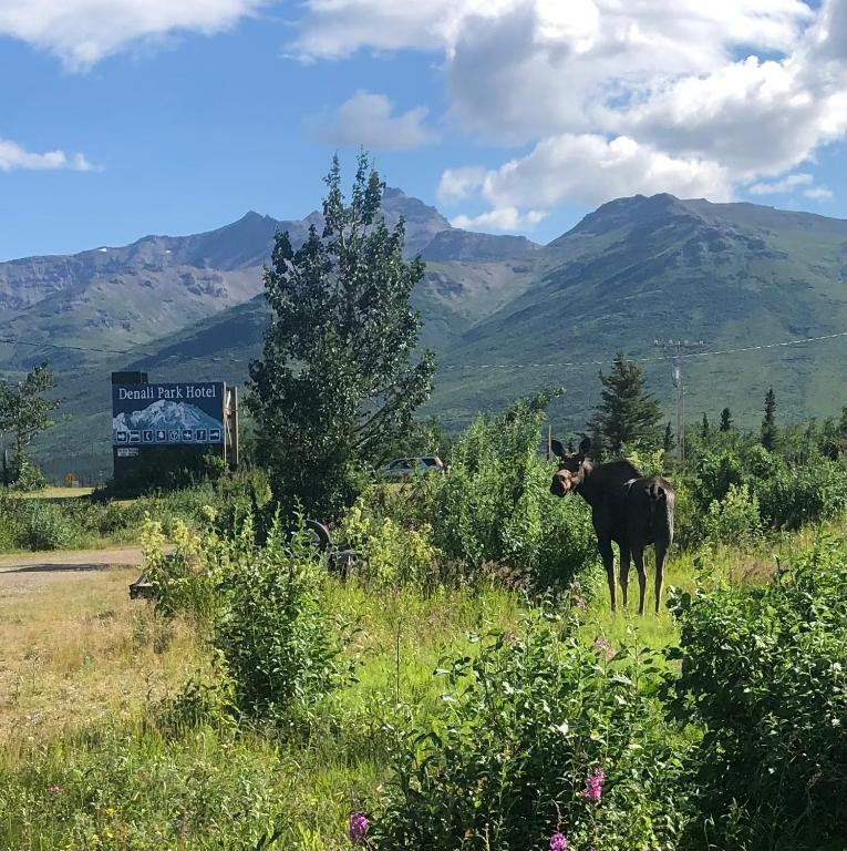 Denali Park Hotel, Healy – Updated 2023 Prices