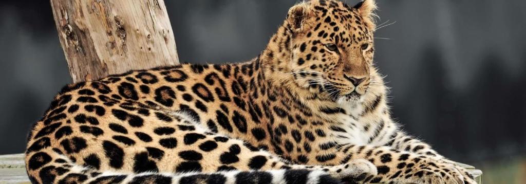 Hex Wildlife Hotel at Yorkshire Wildlife Park, Doncaster (updated ...