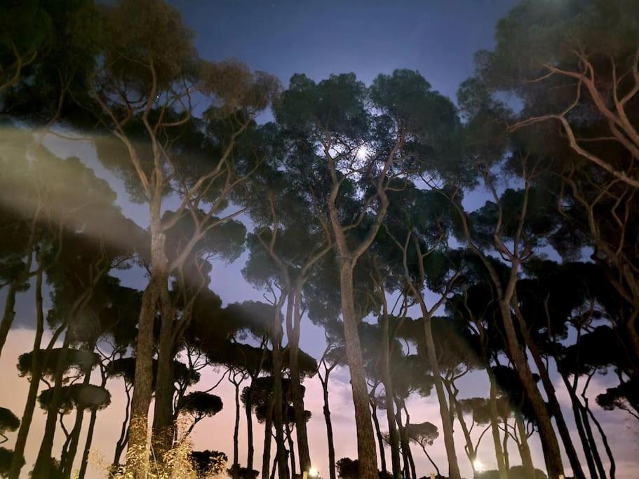 La Casa della Pineta, Rome (updated prices 2024)