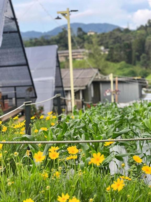 The Backyard Glamping Cameron Highlands, Tanah Rata (updated prices 2025)