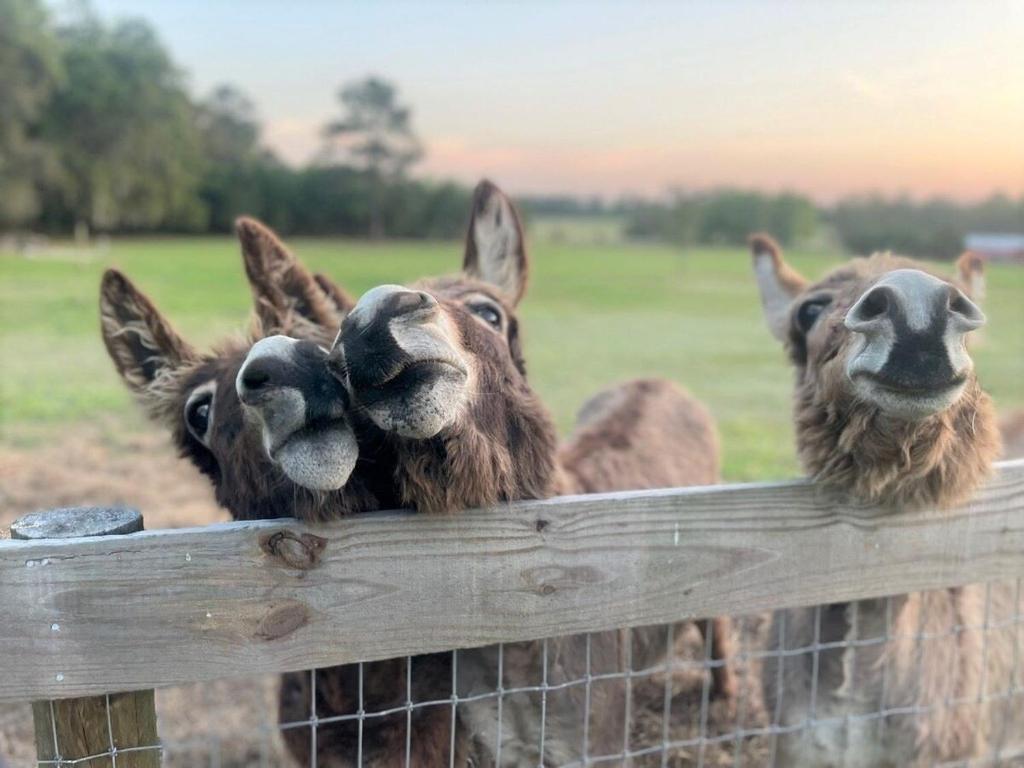 Little Ridge Ranch, Williston – Precios actualizados 2023