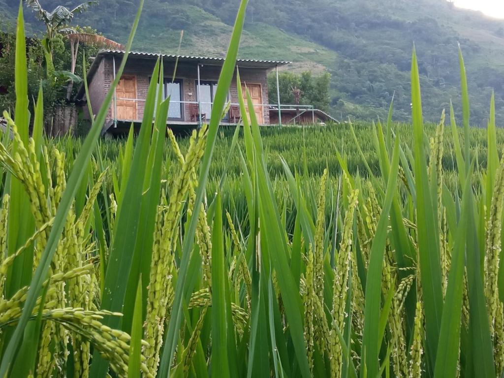 Sapa terraces, Sa Pa – Updated 2024 Prices