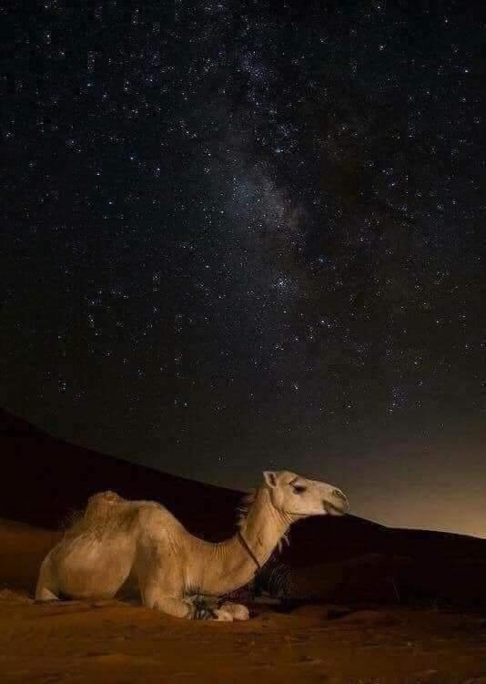 Desert spirit life, Tâlhâ (updated prices 2025)