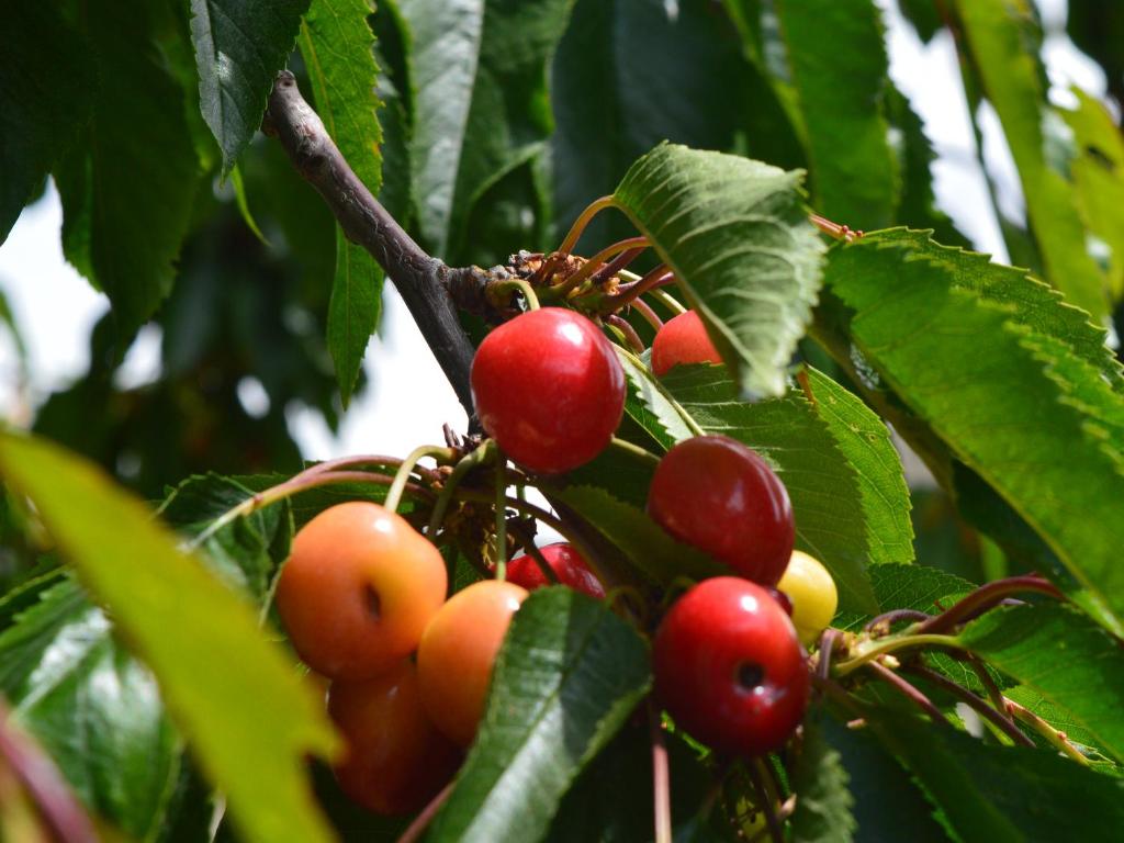 LOKAL Rooms x Hunza Altit Fort, Hunza Valley (updated prices 2025)