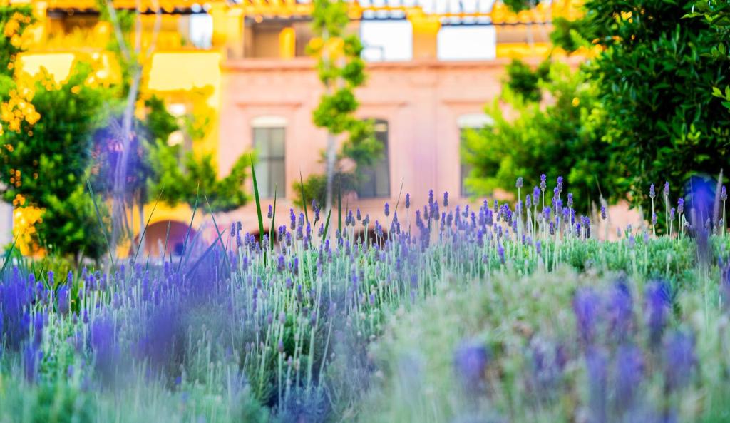 Krystal Grand Residences & Villas San Miguel de Allende, San Miguel de ...