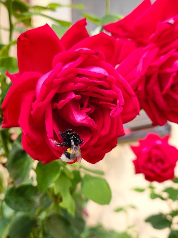 Pensiunea Sun Victor, Baile Felix (updated prices 2025)