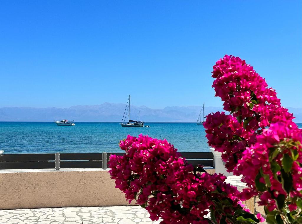 AMMOS Beach apartment, Sidari (updated prices 2025)