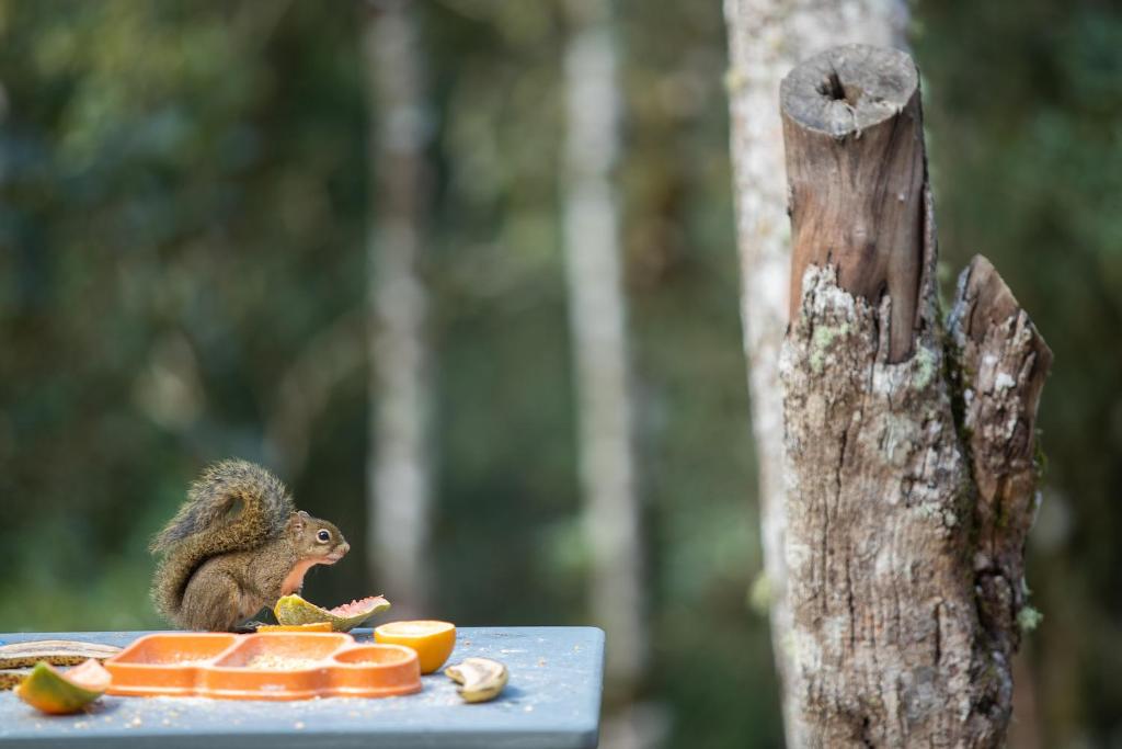 Estalagem Spiller, Monte Verde (preços atualizados para 2025)