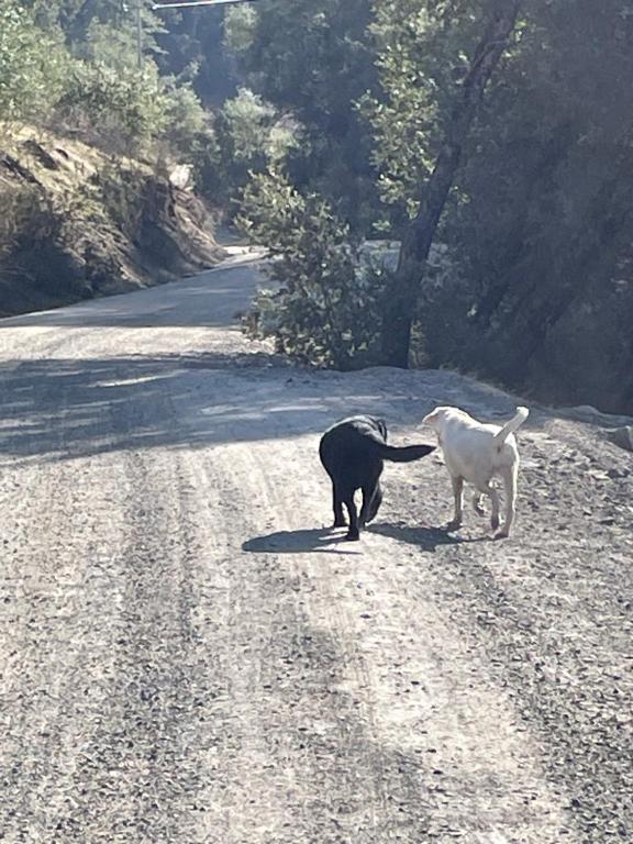 Ponderosa River Retreat, Mariposa (updated prices 2025)