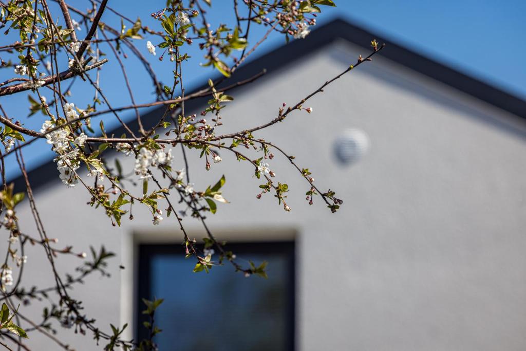 Livin'Palanga, Palanga (updated prices 2025)