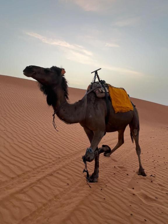 IBRA LUXURY DESERT CAMP, Merzouga (updated prices 2026)