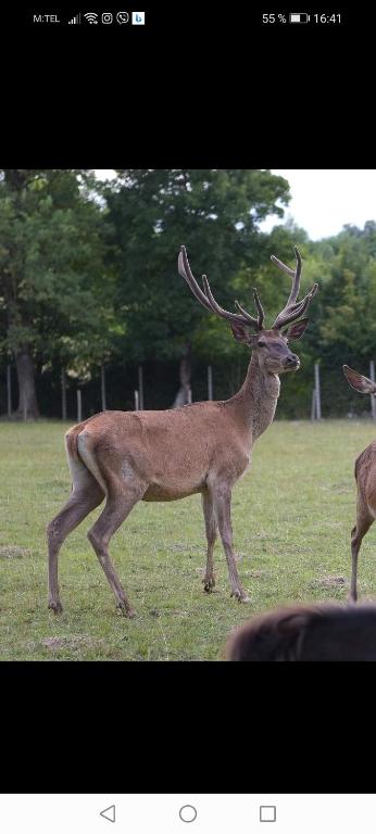 Stevin ranc, Bosanska Dubica (updated prices 2025)