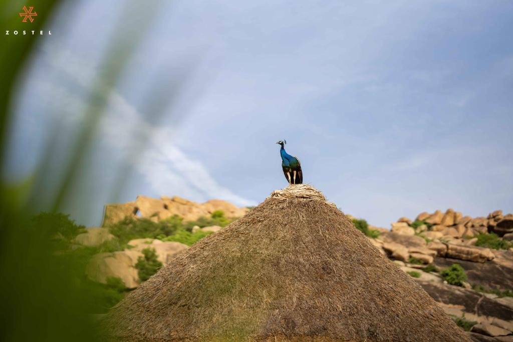 Zostel Hampi (Gangavathi), Hampi (updated prices 2025)